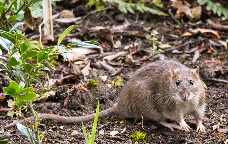 The Ultimate Guide To Effective Rodent Control For Akron Properties