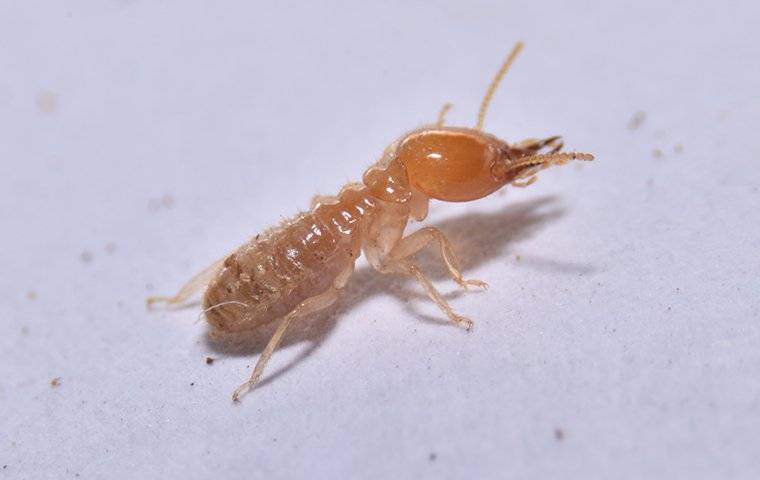 Blog - Termites In Ohio