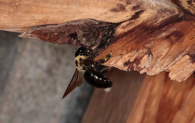 How To Identify And Get Rid Of Carpenter Bees Around Your Akron Home