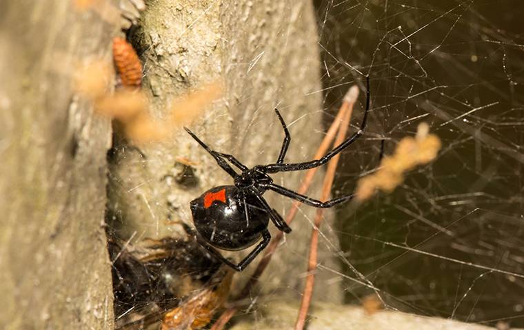 Blog - Your Guide to Spiders In Ohio